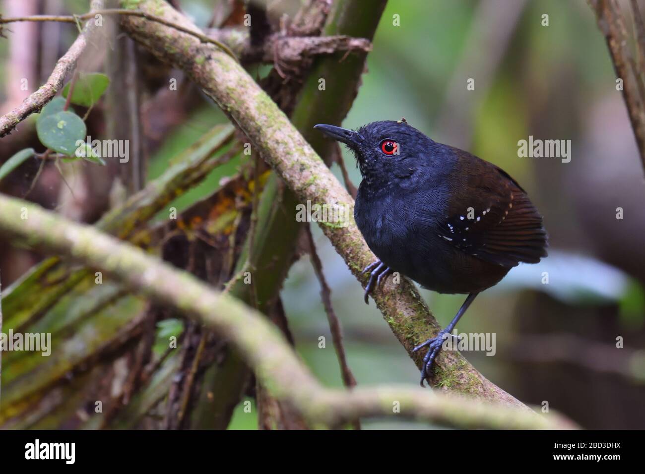 Dull Birds High Resolution Stock Photography and Images - Alamy