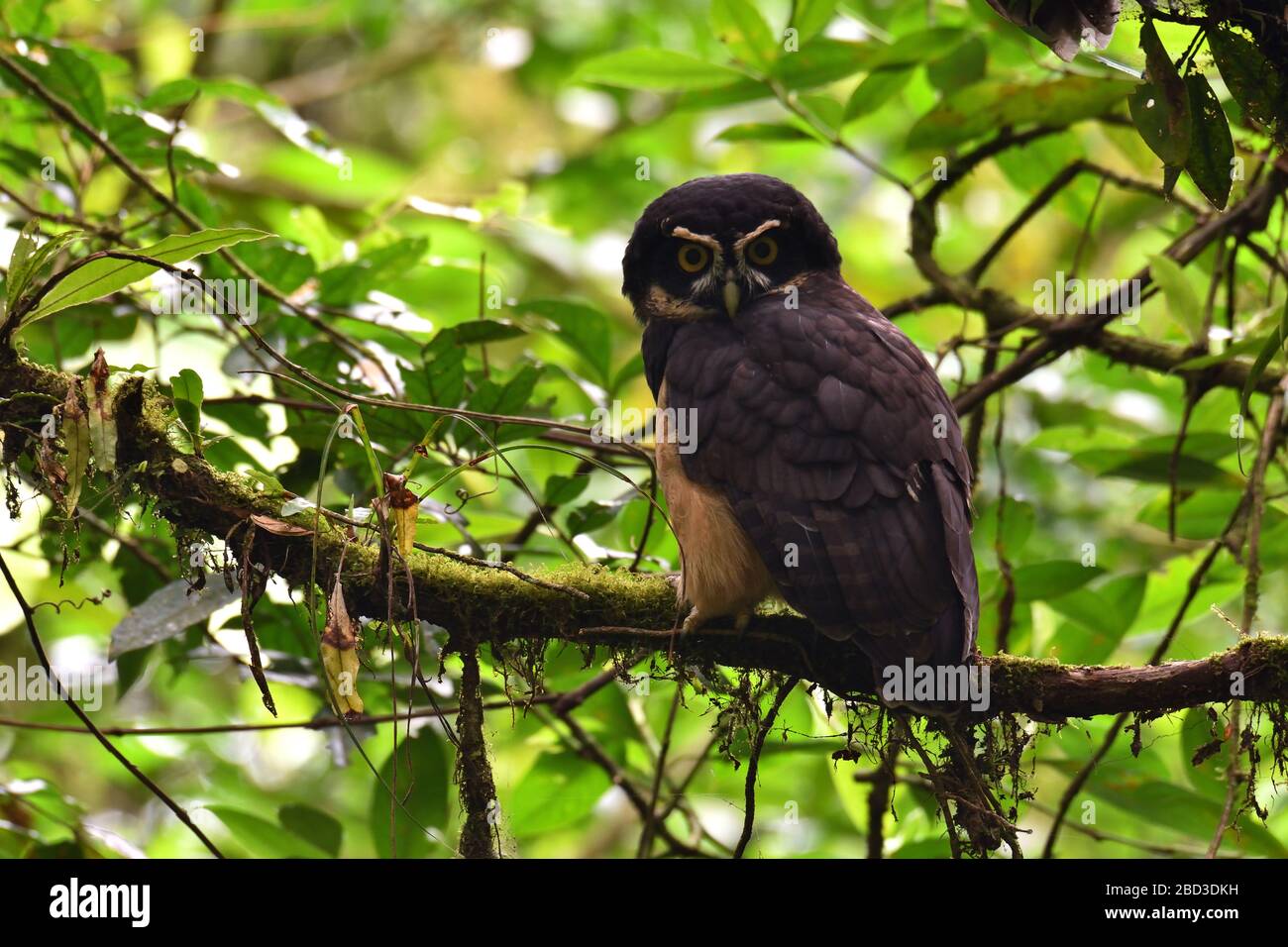Spectacled owl in the rainforest Stock Photo - Alamy Spectacled owl in the rainforest Stock Photo - Alamy