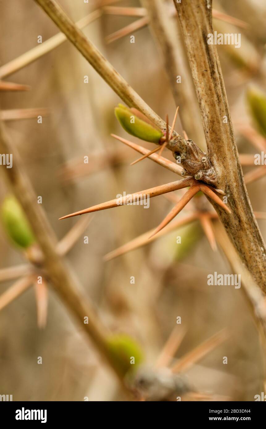 The thorns on the stems of plants.Thorns serve as protection for plants ...