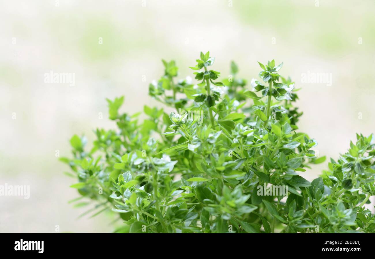 Fresh green leaves and flovers of Sweet Basil. Nature green background ...