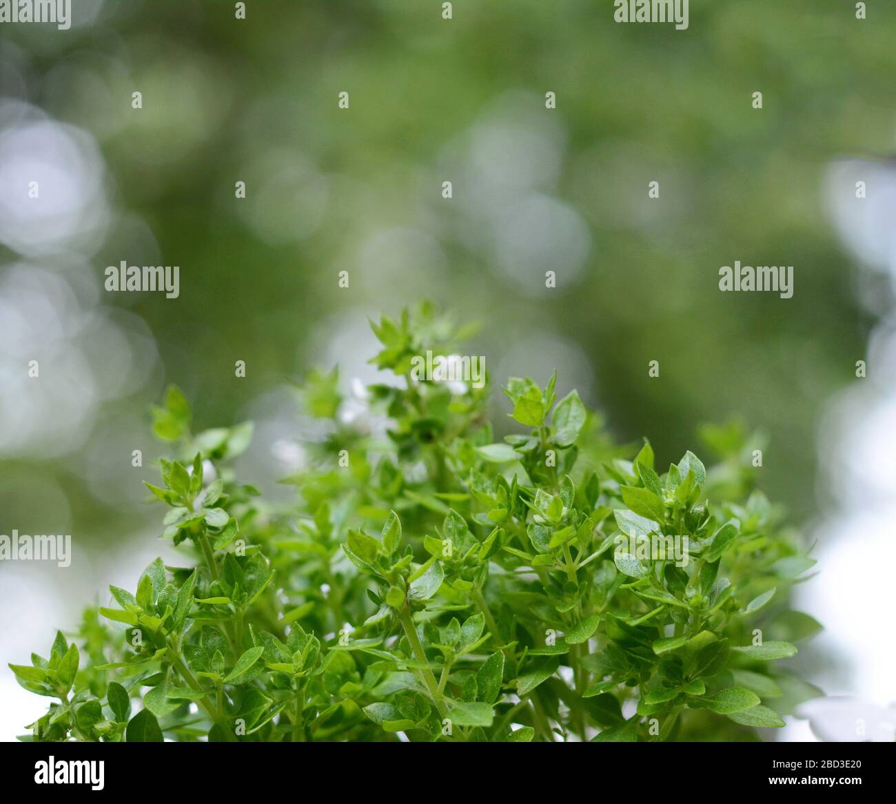 Fresh green leaves and flovers of Sweet Basil. Nature green background ...