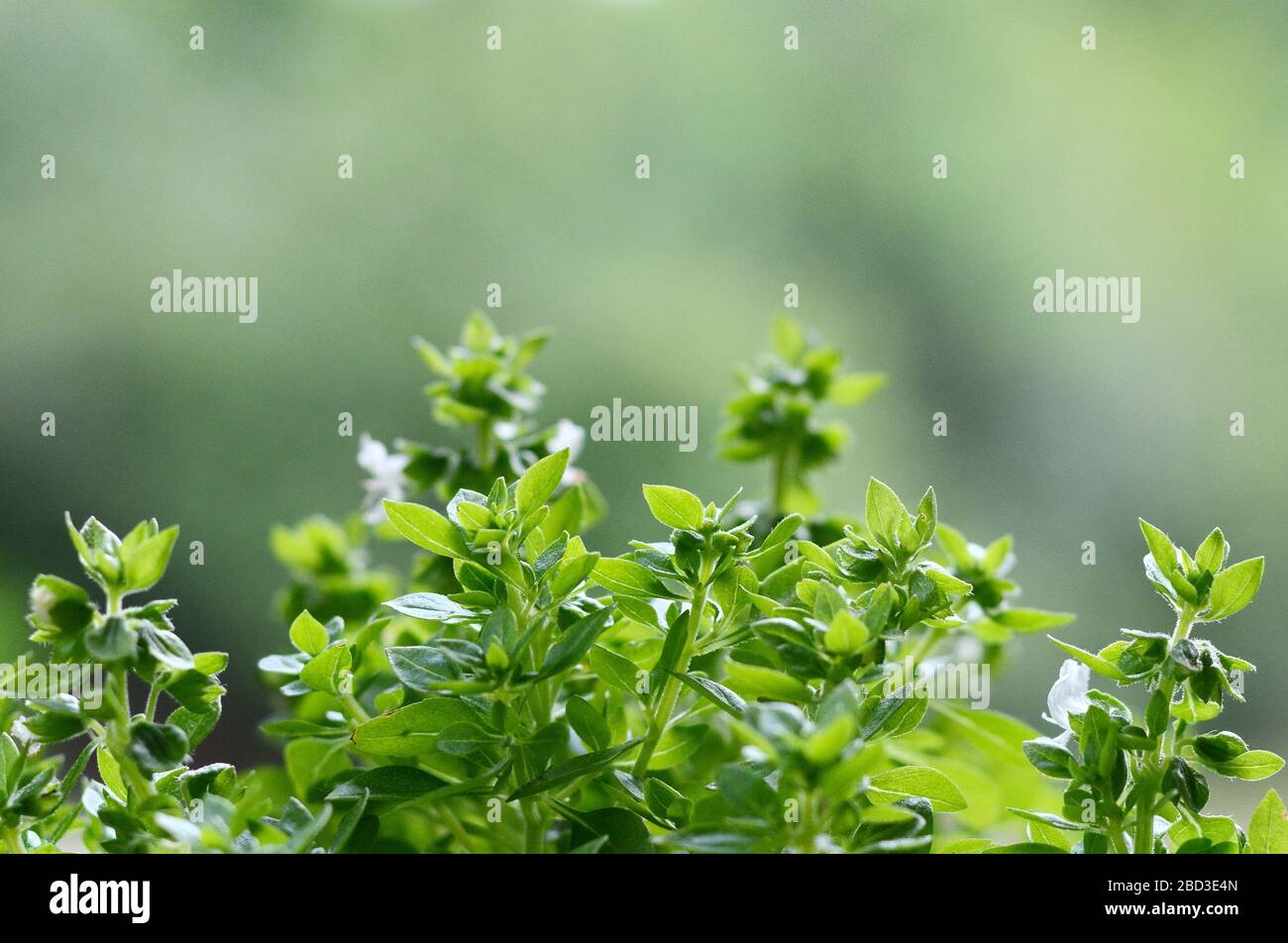 Fresh green leaves and flovers of Sweet Basil. Nature green background ...