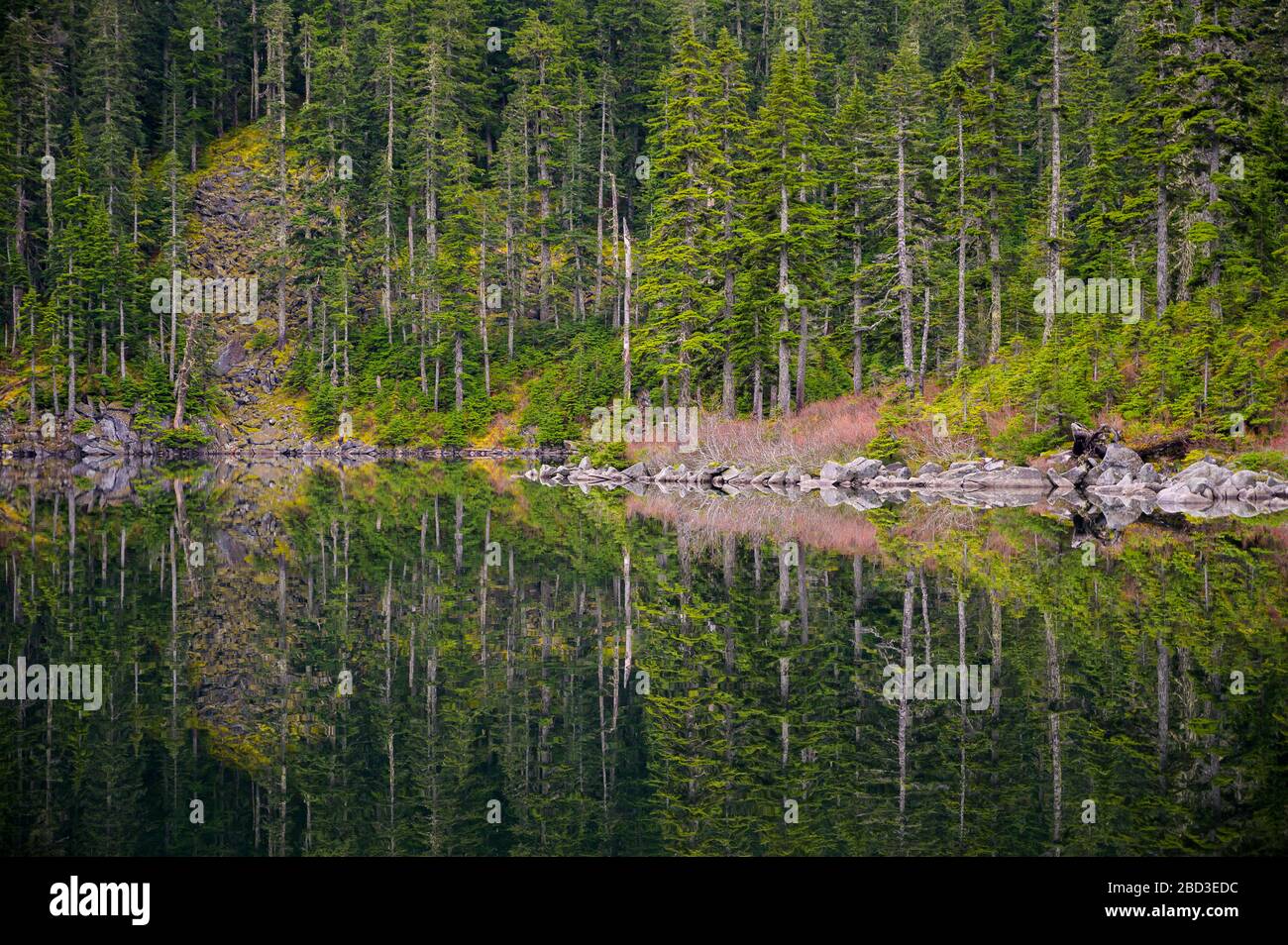 Evergreen trees reflecting lake hi-res stock photography and images - Alamy