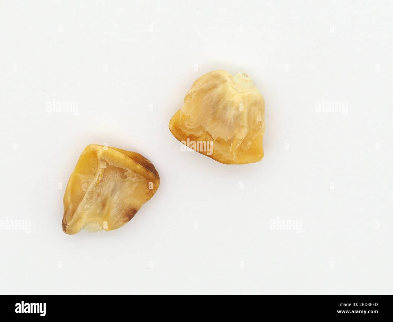 April 2020, Close Up Of Isolated Sweet Corn Seeds (Zea Mays), London ...