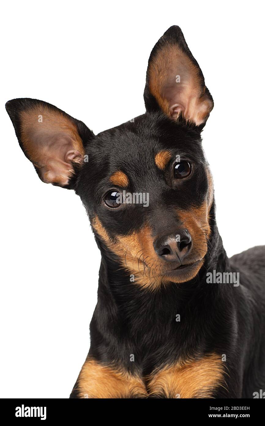 Portrait of a cute Zwergpinscher puppy on a white background Stock ...