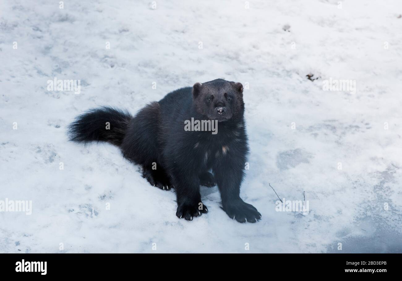 Wolverine animal art hi-res stock photography and images - Alamy