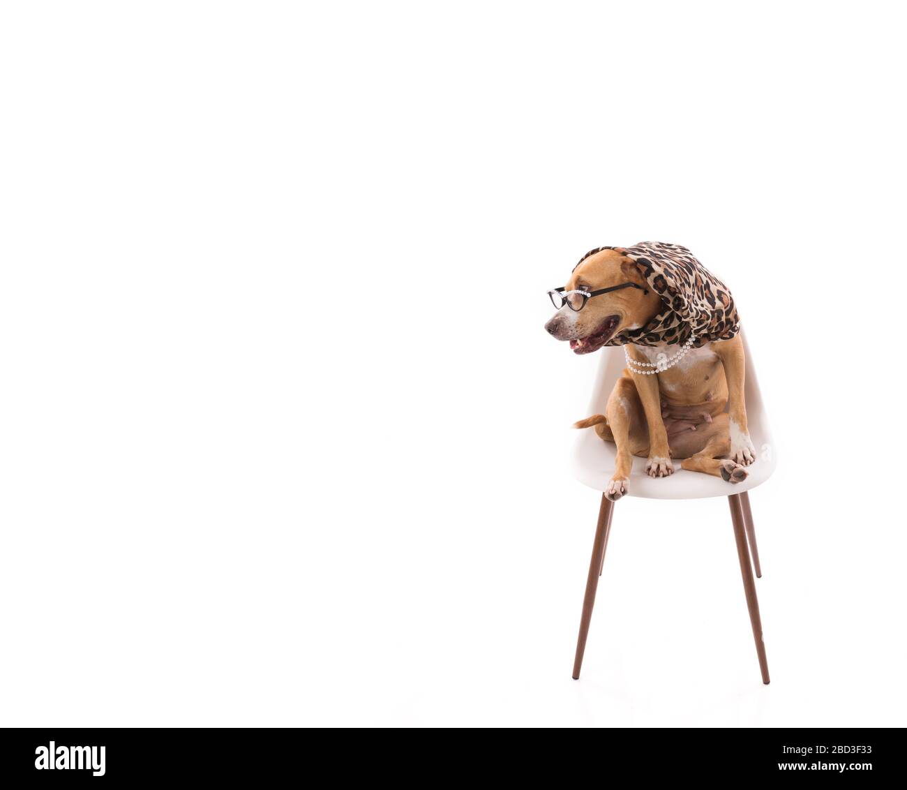 Staffordshire bull terrier sitting chair Cut Out Stock Images ...