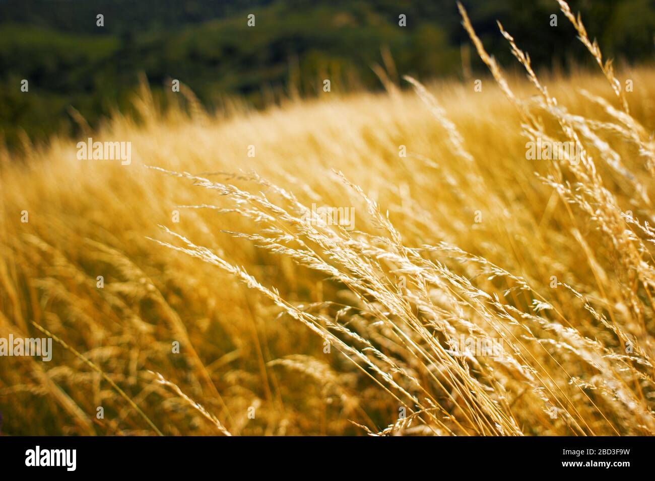 Wild grass field landscape with spikes. Rural scene. Nature concept ...