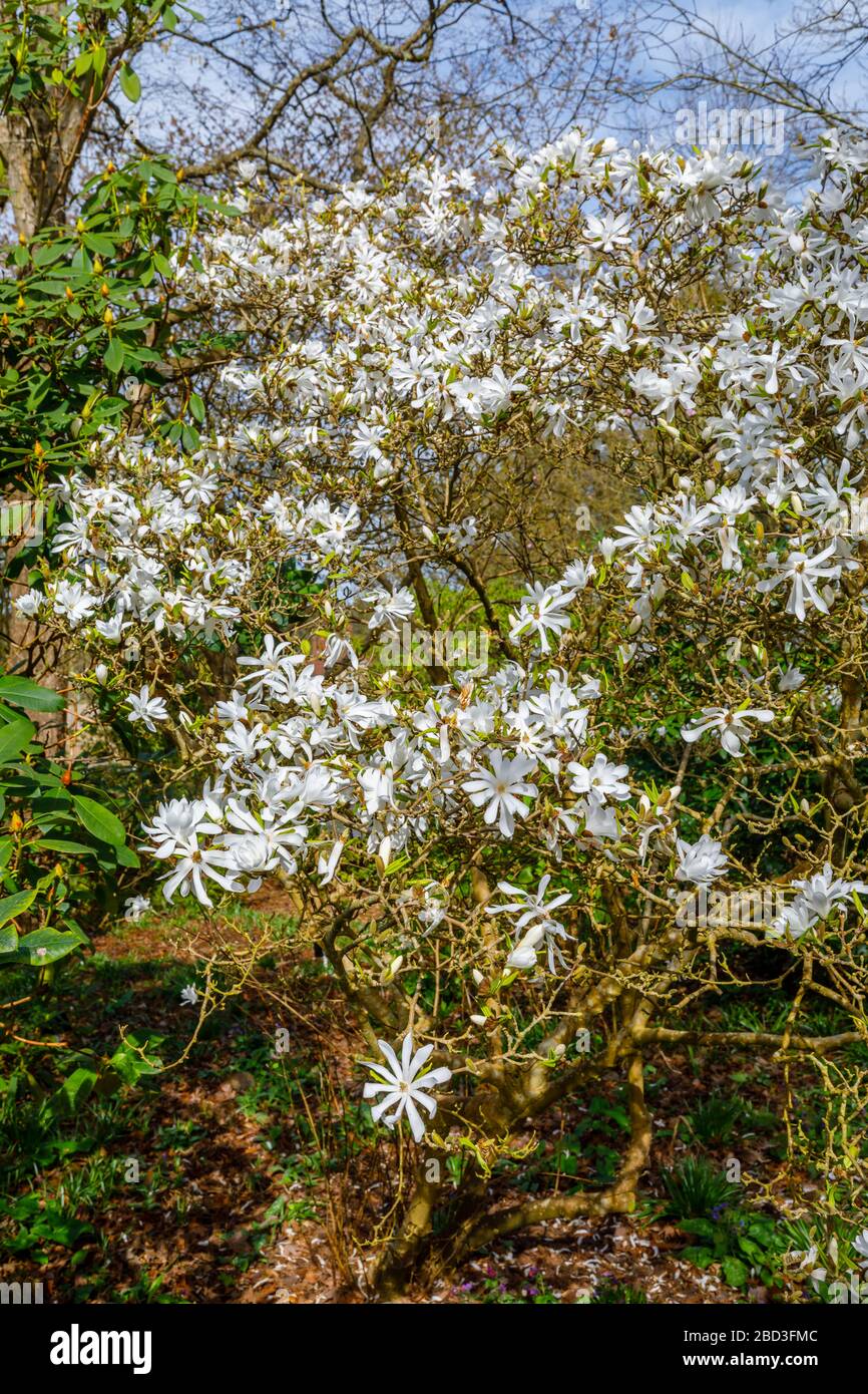 Spring flowering white star magnolia, magnolia stellata, blooming in ...