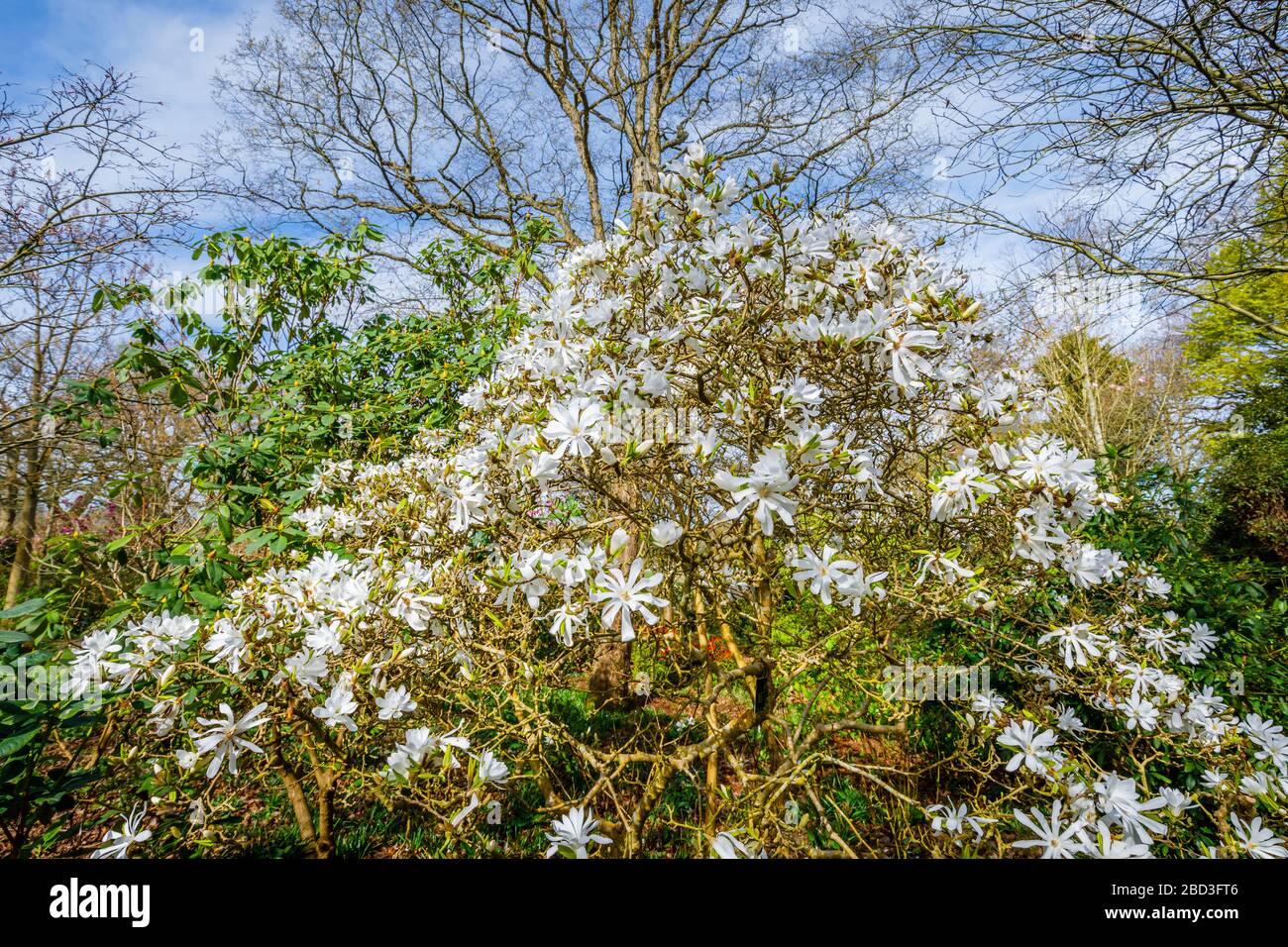 Spring flowering white star magnolia, magnolia stellata, blooming in ...