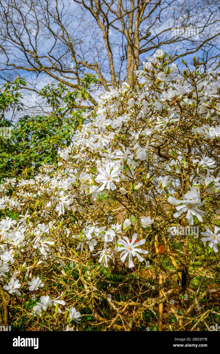 Spring flowering white star magnolia, magnolia stellata, blooming in ...