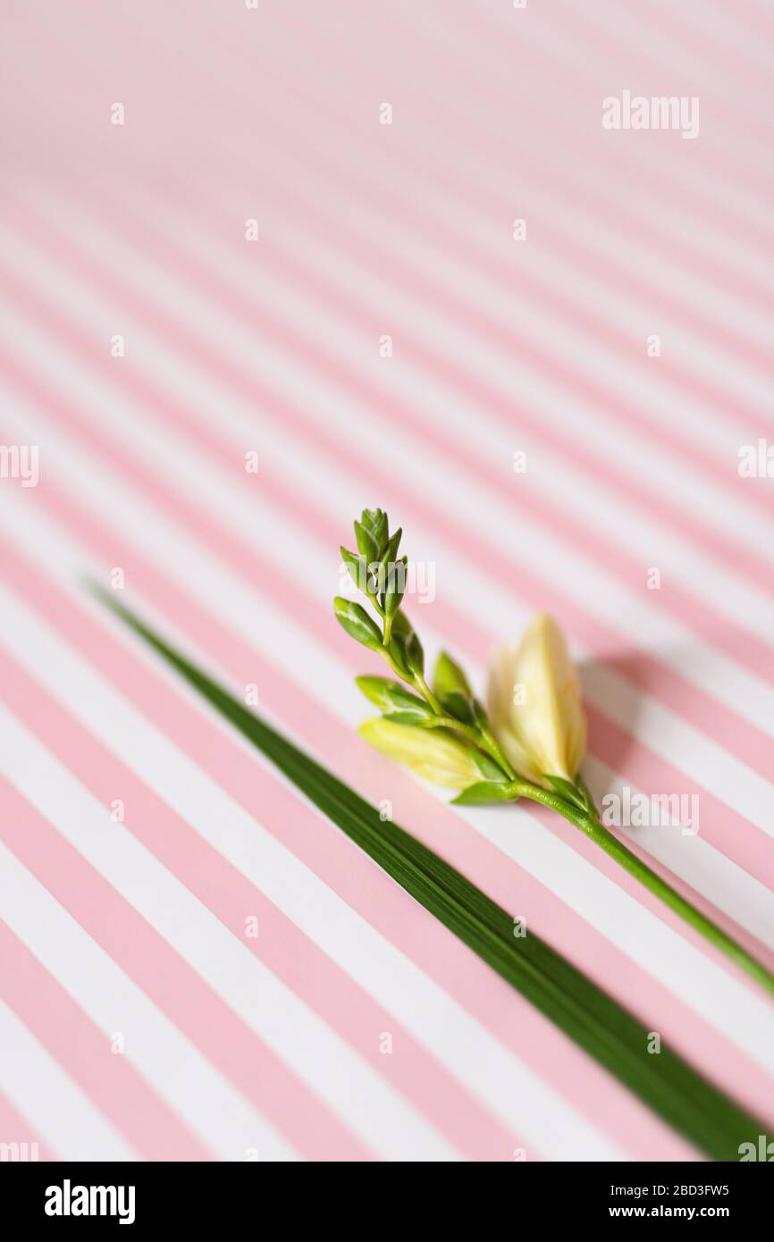 Freesia flower hi-res stock photography and images - Alamy