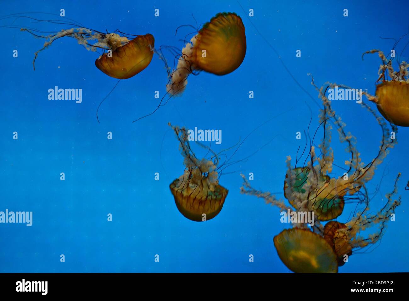Ambient aquarium light hi-res stock photography and images - Alamy