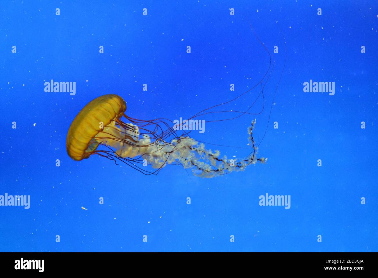 Discover the Beauty of Sea Wasps, the Yellow Jellyfish Drifting Through ...