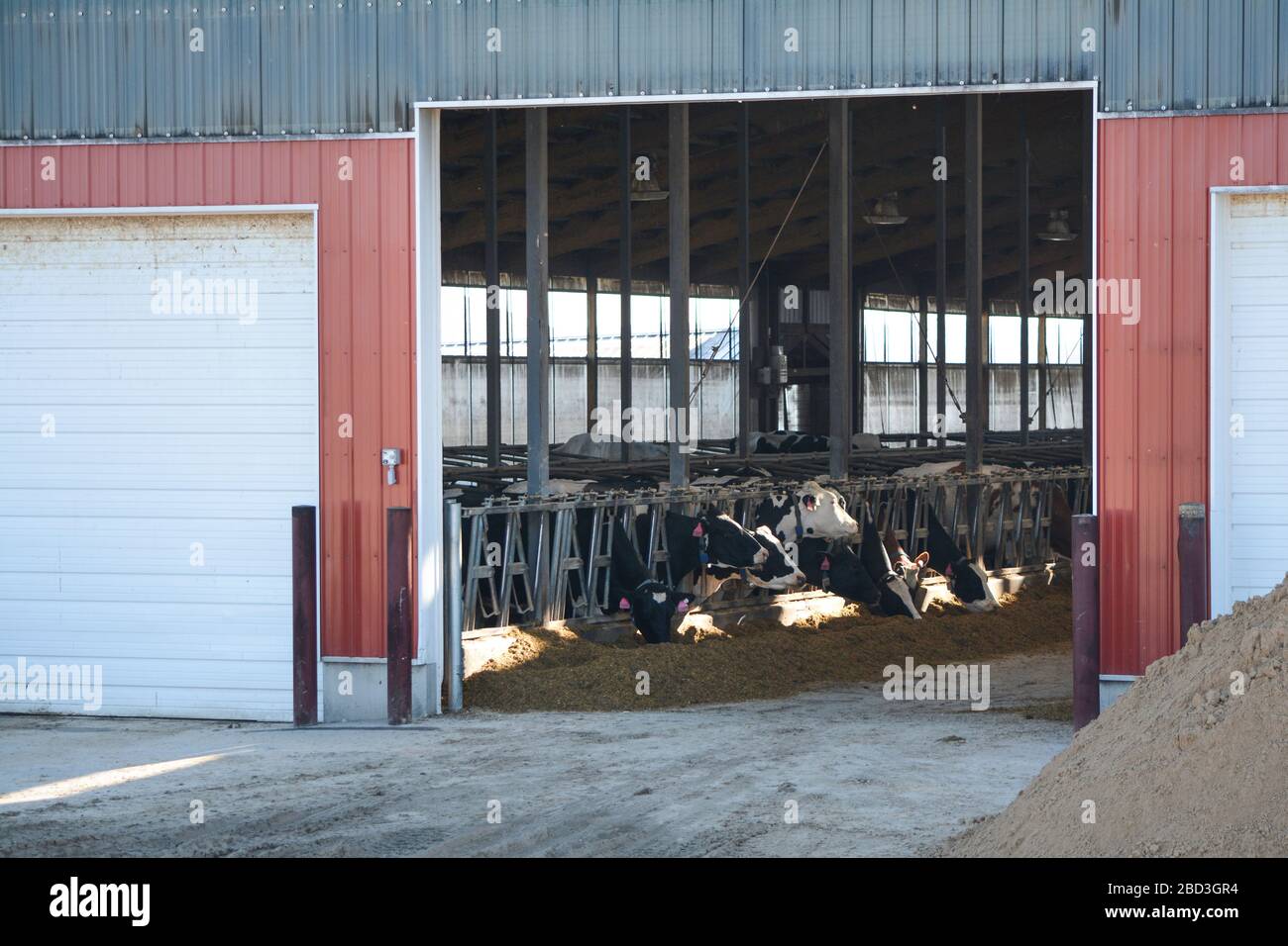 Domestic cattle holstein friesian dairy hi-res stock photography and ...
