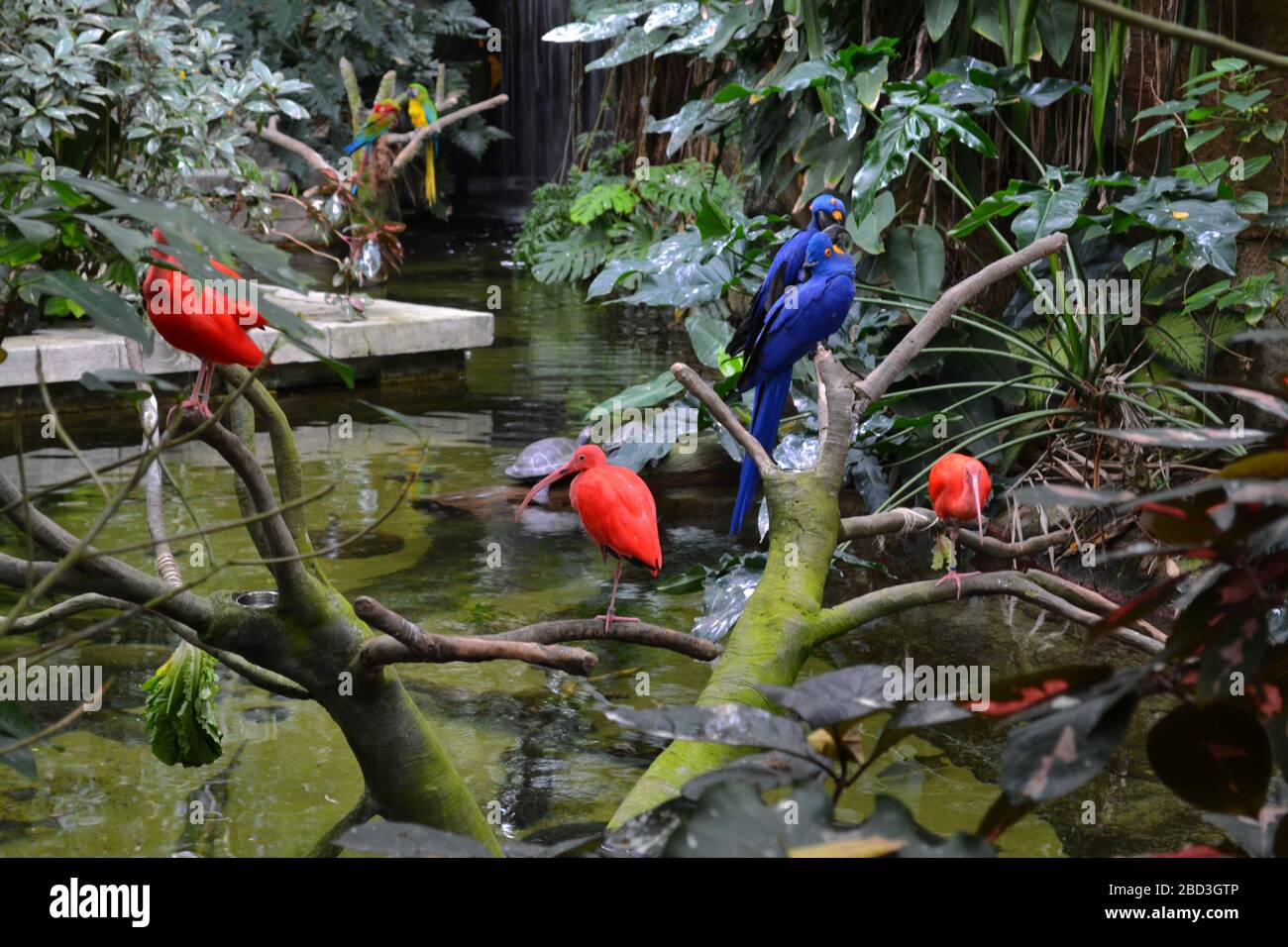 Red and Blue Macaws with Scarlet Ibises in Moody Gardens Rainforest ...