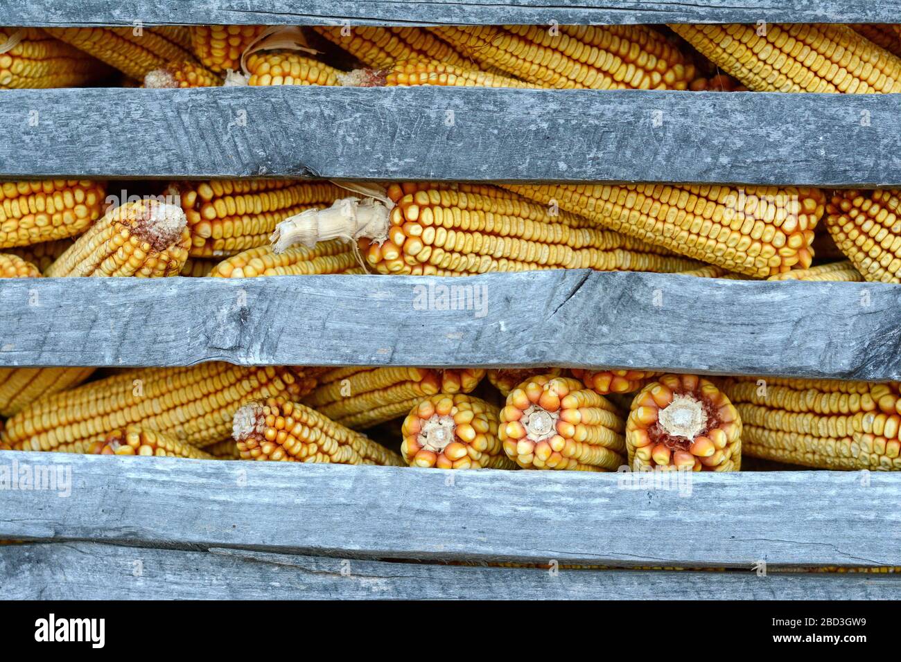 Corn in the wooden barn Stock Photo - Alamy