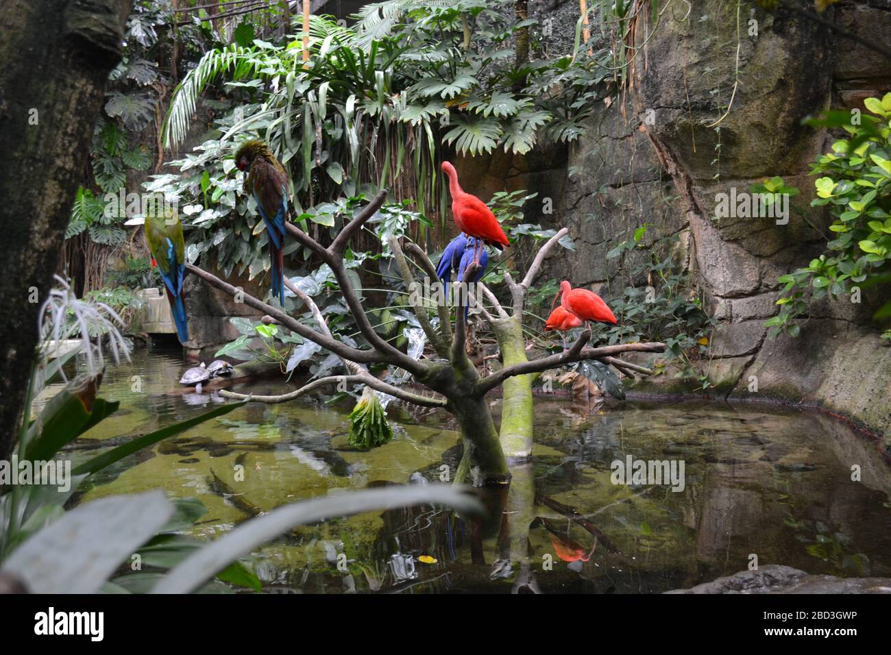 Red and Blue Macaws with Scarlet Ibises in Moody Gardens Rainforest ...
