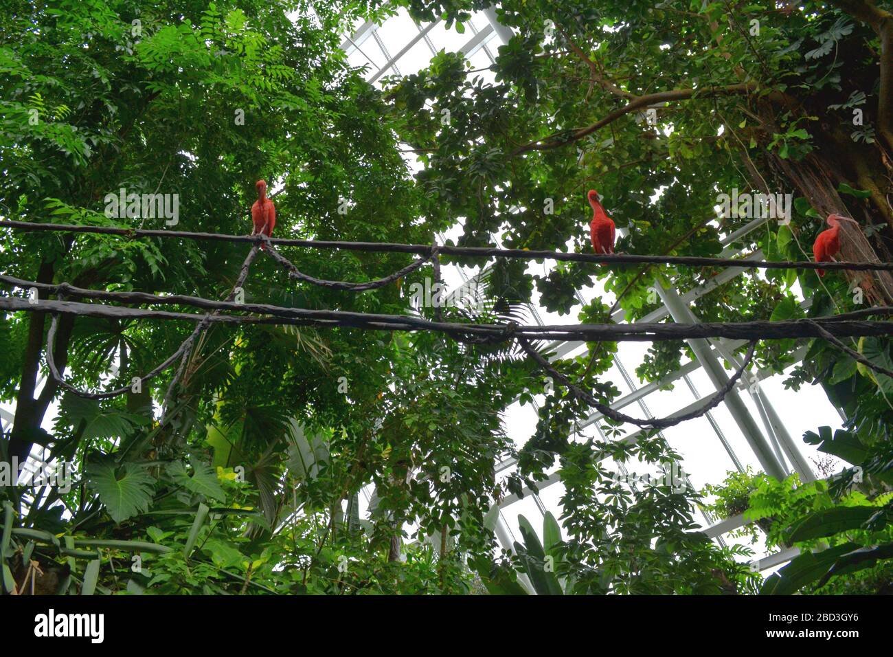 Rainforest Pyramid at Moody Gradens in Galveston Texas: Red Ibises are ...