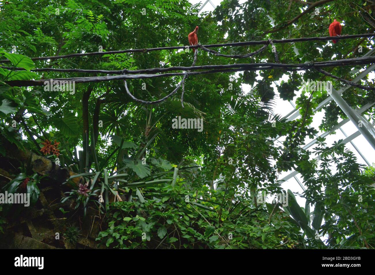 Rainforest Pyramid at Moody Gradens in Galveston Texas: Red Ibises are ...