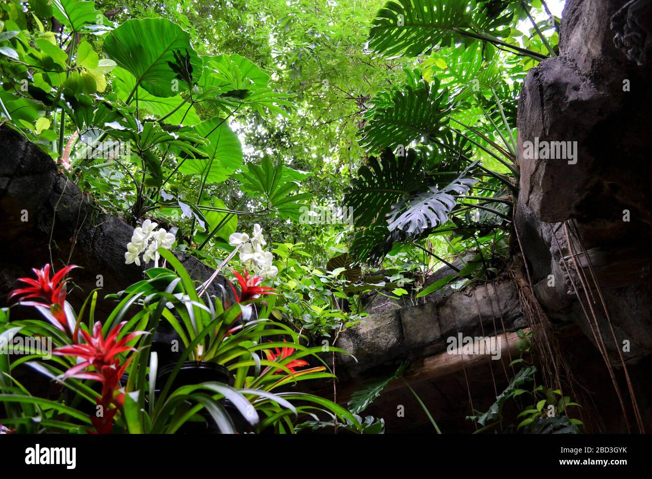 Tropical Rainforest Moody Gardens