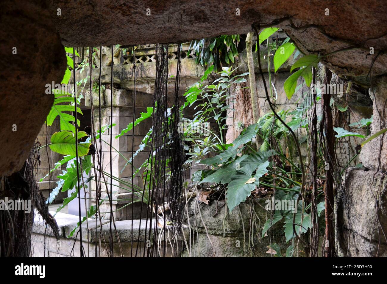 Deep Inside a Tropical Paradise: Lush Greenery, Exotic Flora, and ...