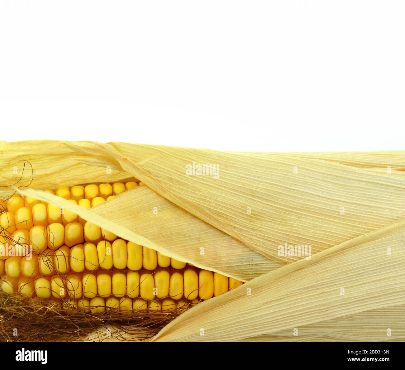 corn cob between green leaves Stock Photo - Alamy