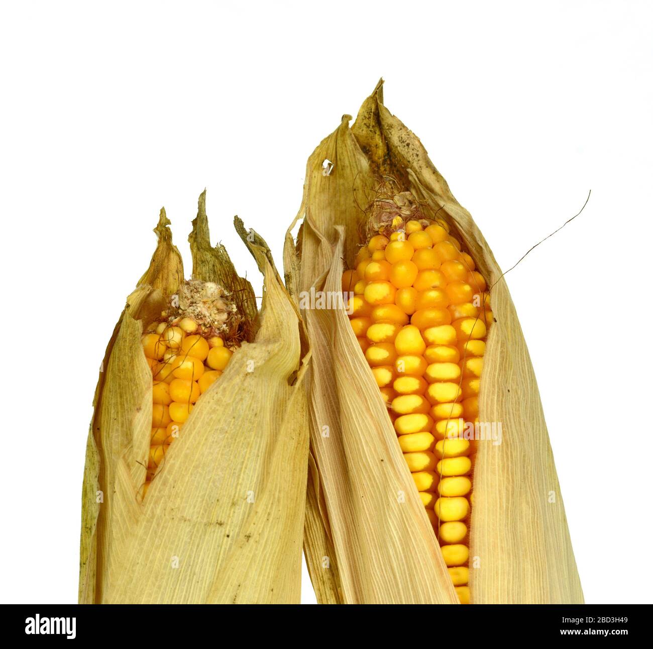 corn cob between green leaves Stock Photo - Alamy