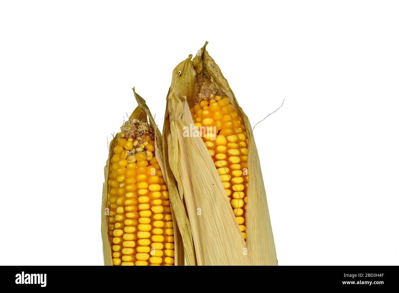 corn cob between green leaves Stock Photo - Alamy