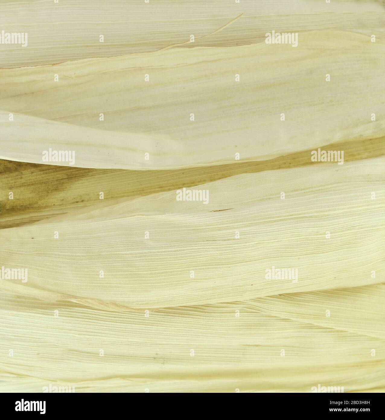 Dry corn bark for use as a dry food background Stock Photo - Alamy