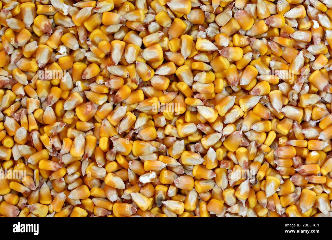 Dried corn seeds isolated on white background Stock Photo - Alamy