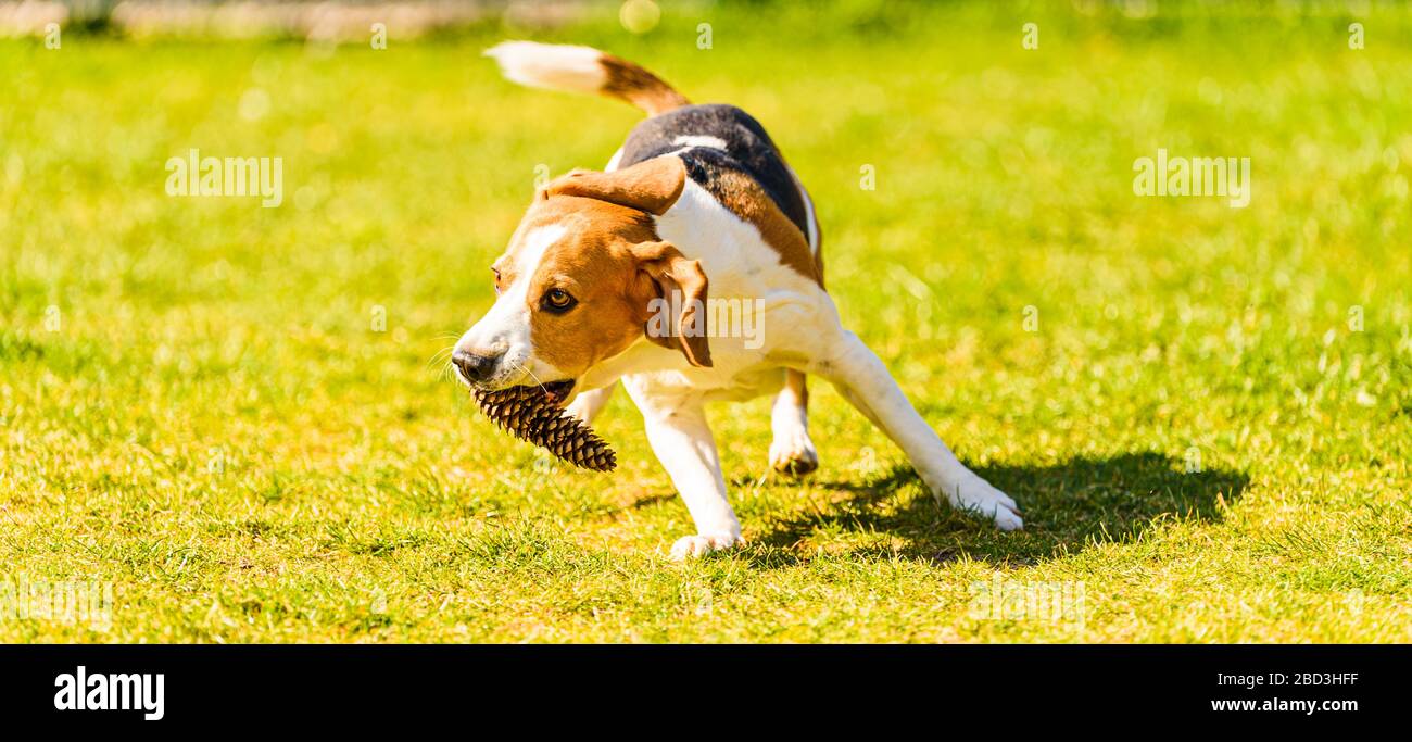 Dog having fun in the backyard. Canine background outdoors Stock Photo ...