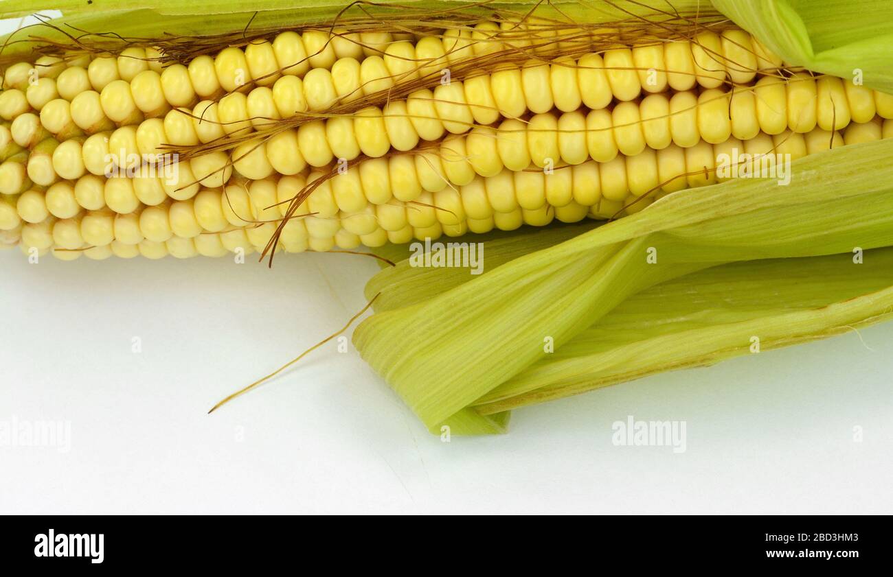 corn cob between green leaves Stock Photo - Alamy