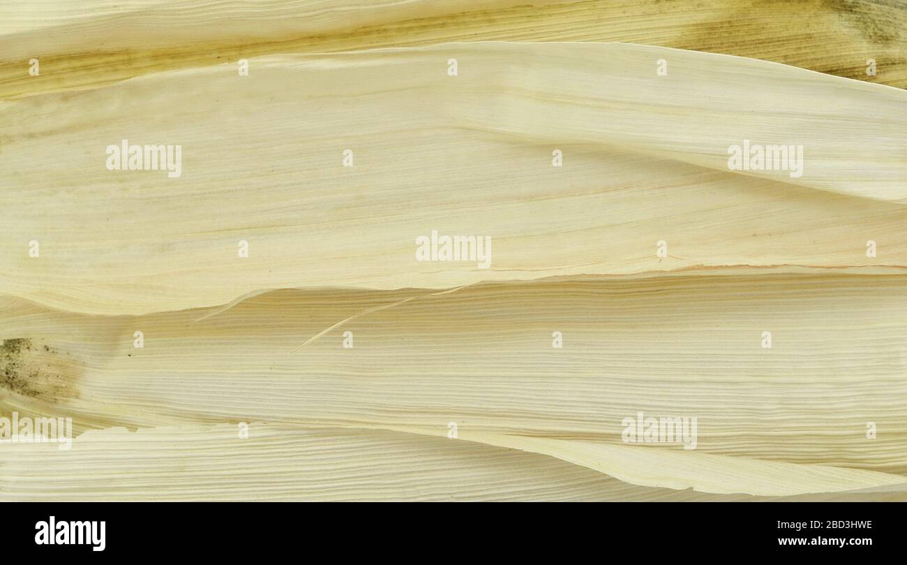 Dry corn bark for use as a dry food background Stock Photo - Alamy