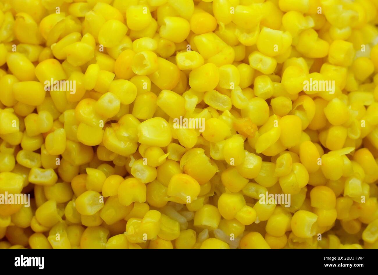 Close up of the corn seeds for the background. Background of boiled ...