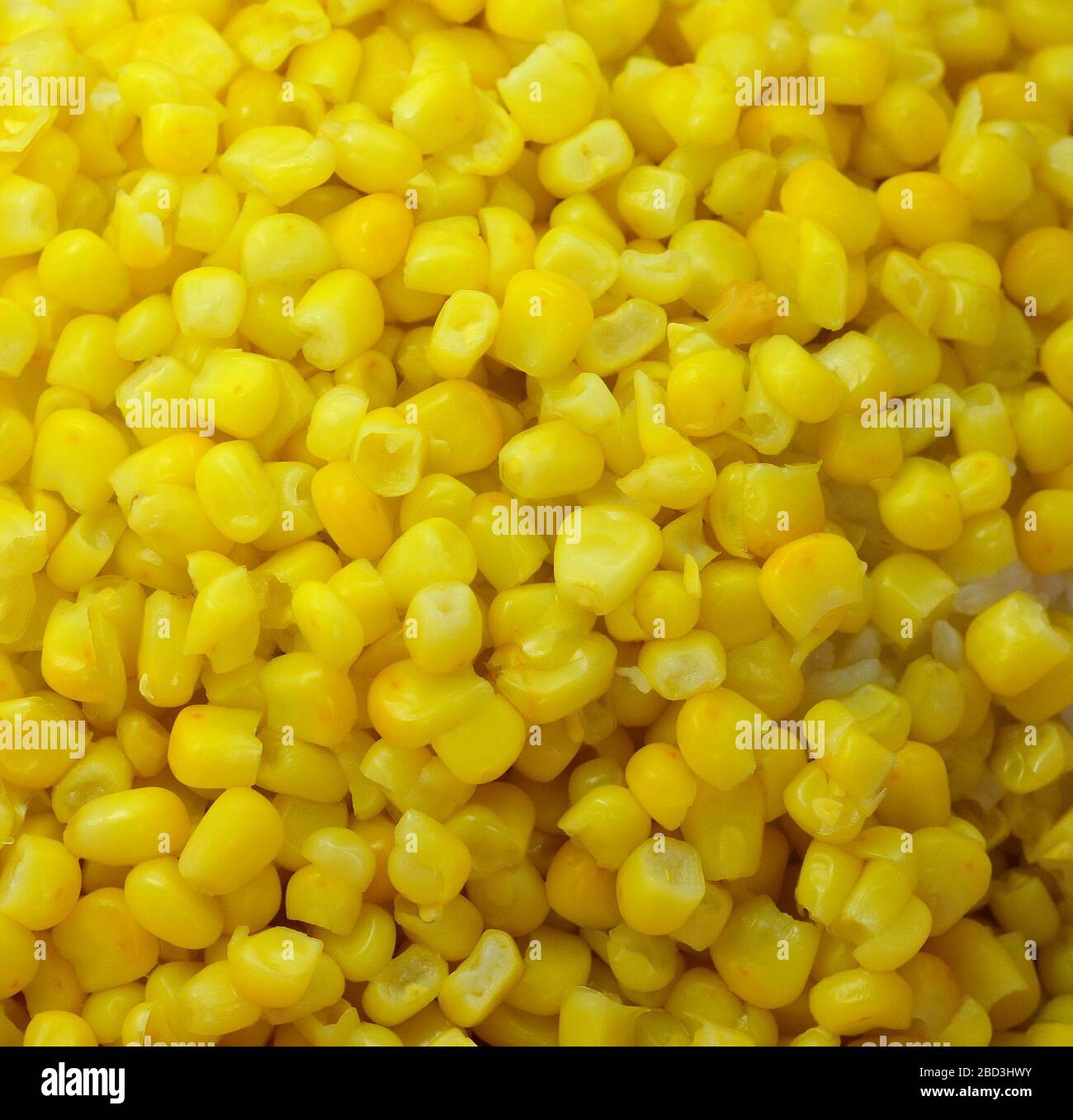 Close up of the corn seeds for the background. Background of boiled ...