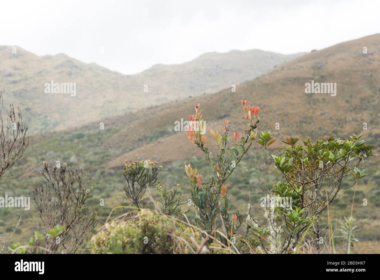 Chingaza National Natural Park, Colombia. Misty landscape, rain in the ...