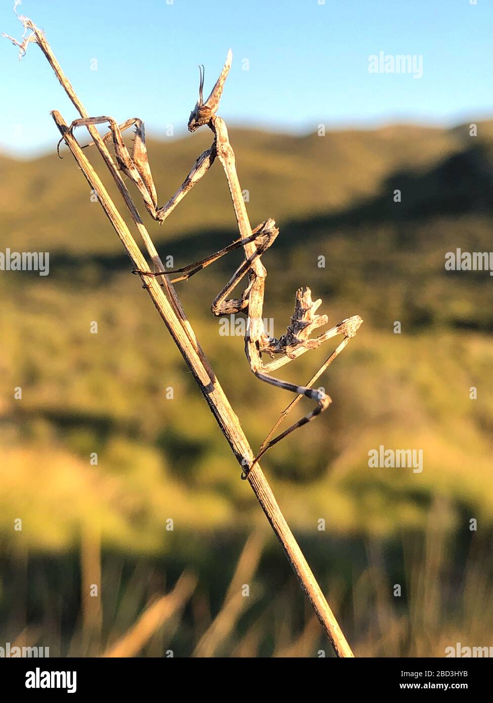 Mantodeo insect species hi-res stock photography and images - Alamy