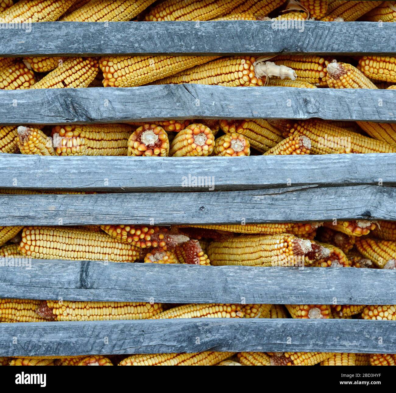 Corn in the wooden barn Stock Photo - Alamy