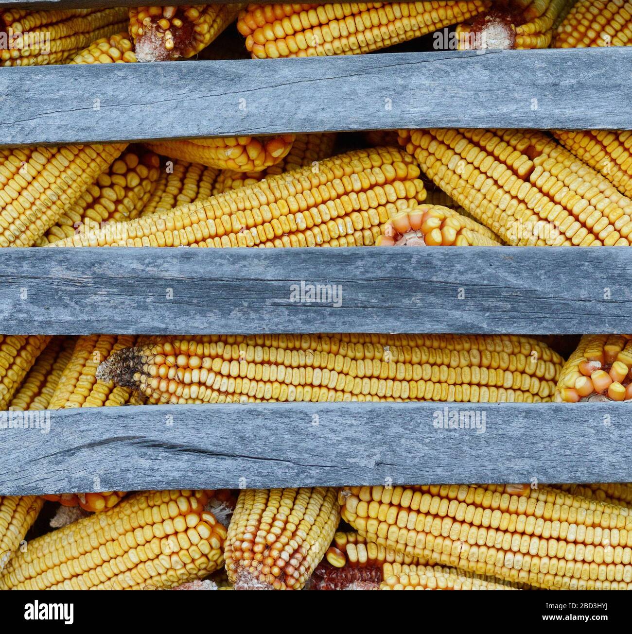 Corn in the wooden barn Stock Photo - Alamy