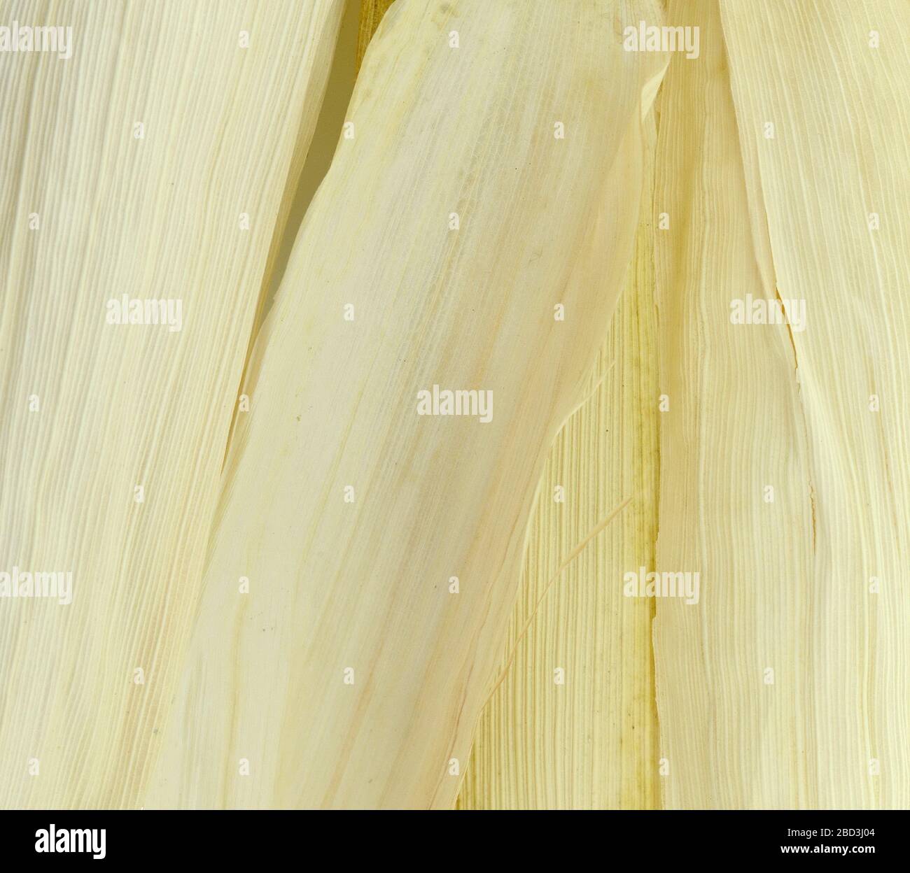 Dry corn bark for use as a dry food background Stock Photo - Alamy