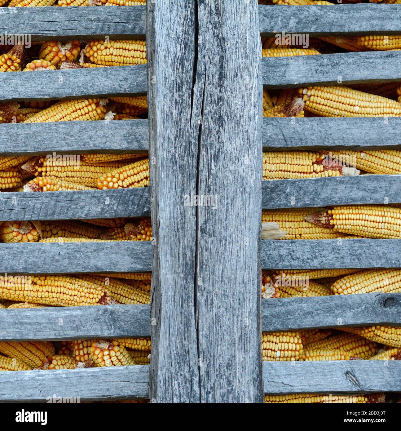 Corn in the wooden barn Stock Photo - Alamy