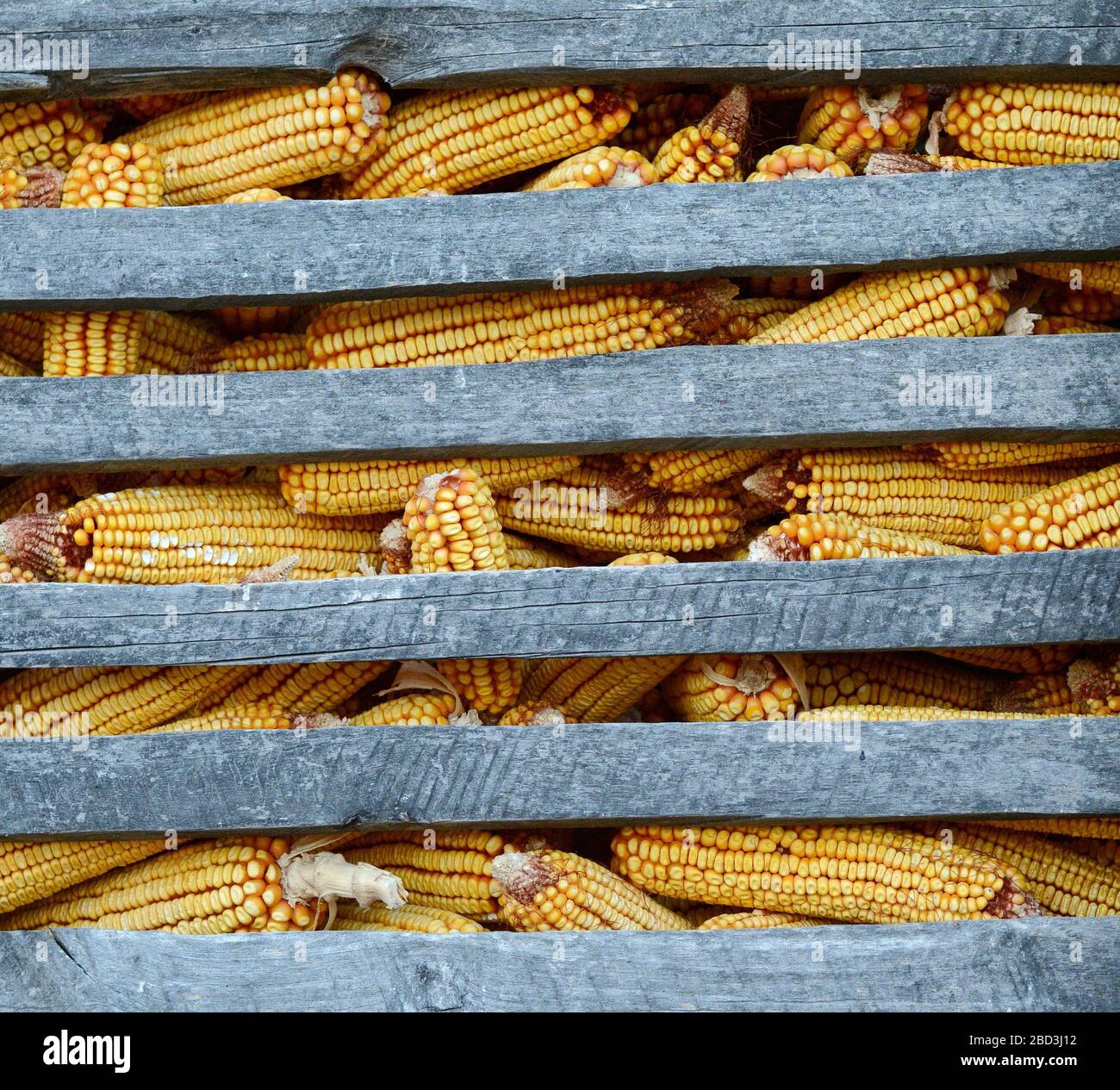Corn in the wooden barn Stock Photo - Alamy