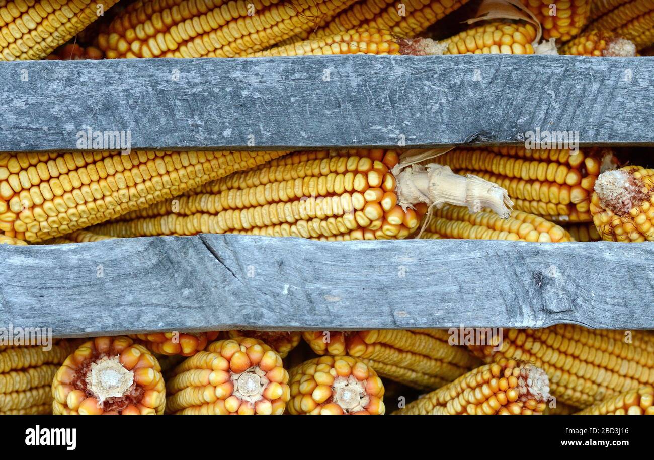 Corn in the wooden barn Stock Photo - Alamy