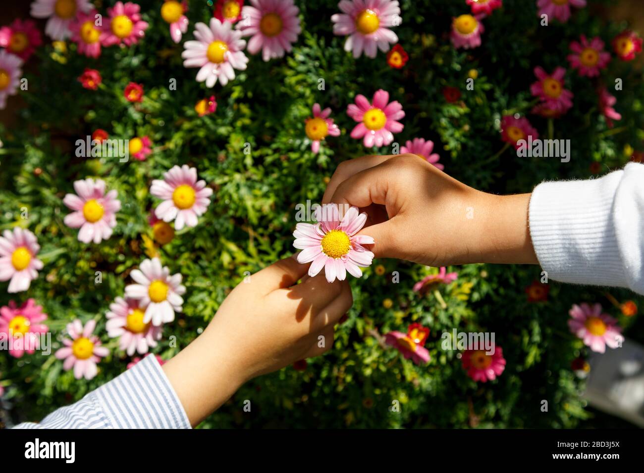Hands of a boy and a girl picking a beautiful flower from a field of ...