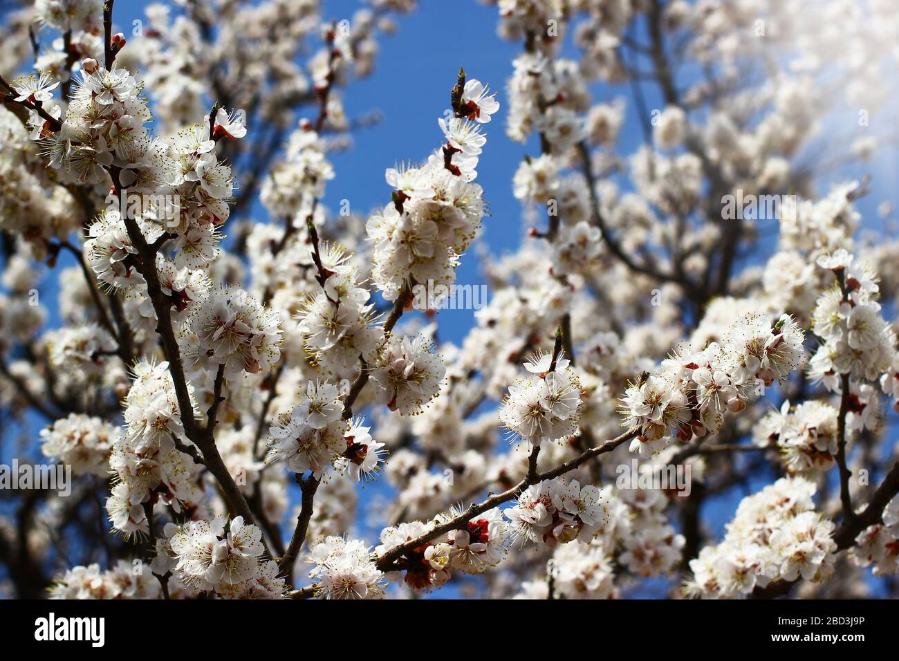 Tree branches with spring blossoms on bright blue sky background and ...