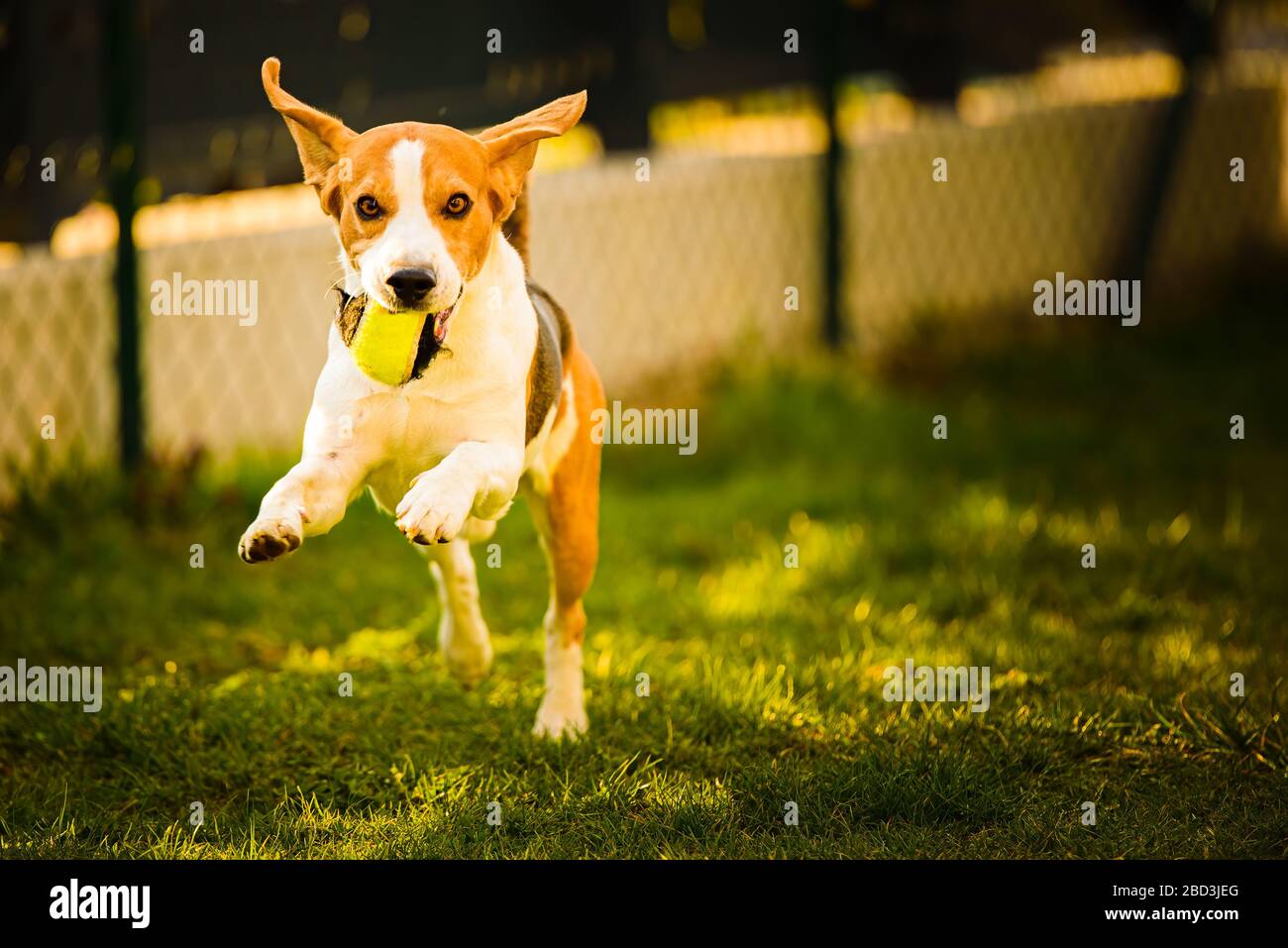 Dog having fun in the backyard. Canine background outdoors Stock Photo ...