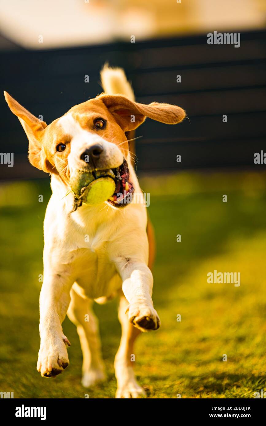 Dog having fun in the backyard. Canine background outdoors Stock Photo ...