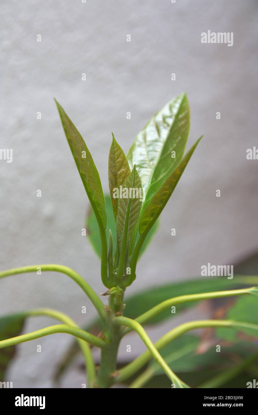 Closeup of the stems and new leaves of a young avocado tree with a ...