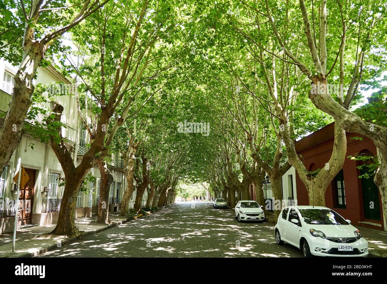Colonia del sacramento uruguay tree hi-res stock photography and images ...